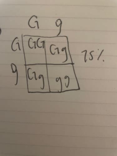 S23 Apply Concepts Underlying Mendels Law Of Inheritance Flashcards
