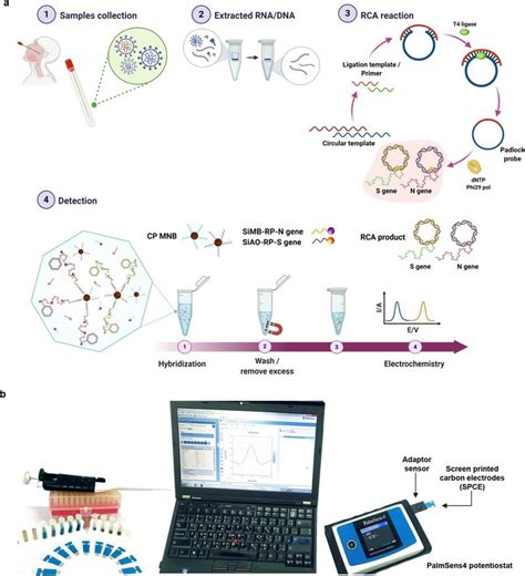 A Detection Workflow For Sars Cov 2 Using An Electrochemical Biosensor Download Scientific