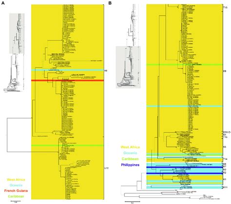 bootstrap consensus phylogenetic tree using maximum likelihood method