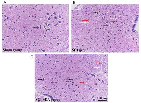 Hematoxylin Eosin Staining Of Sci Rat Tissues Representative