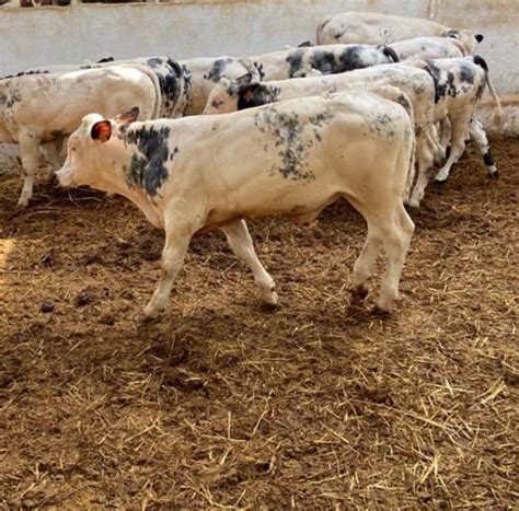 أبقار حلوب و عجول التسمين