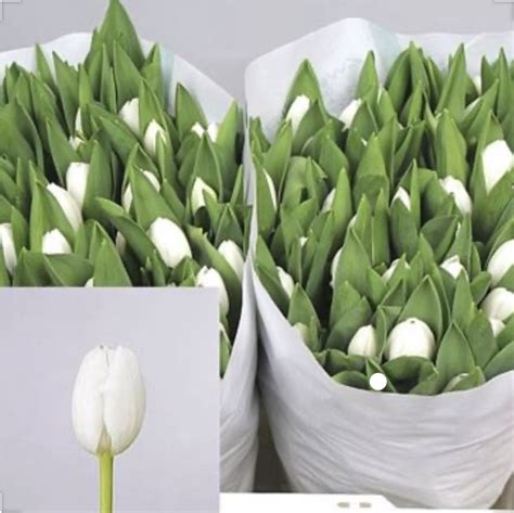 TULIPÁN ROYAL VIRGIN Mil Flors