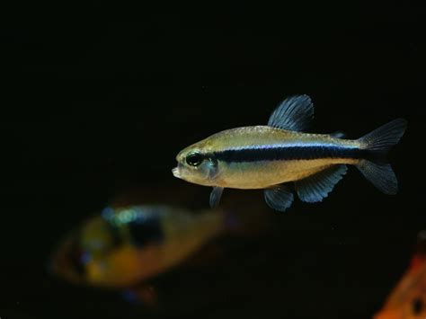Hyphessobrycon Cyanotaenia