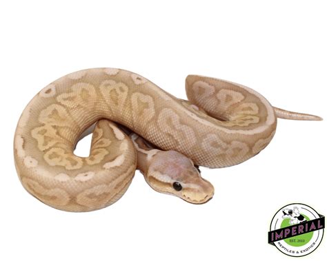 Banana Blackhead Pewter Ball Python For Sale Imperial Reptiles