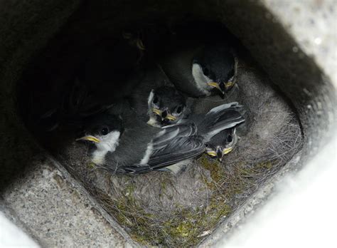 P1040778 Skyduino Le Diy à La Française