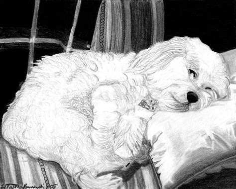 Cockapoo Dog Portrait Drawing By Olde Time Mercantile Fine Art America