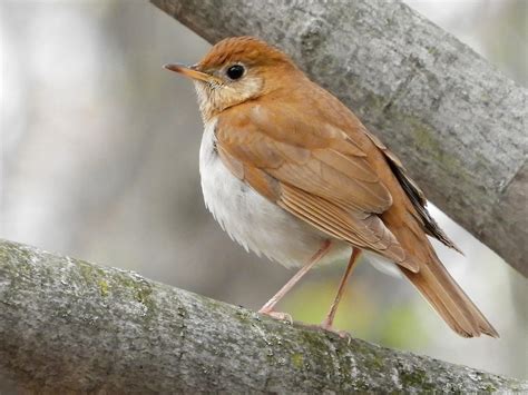 Veery Ebird