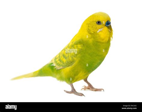 Perruche Ondulée Melopsittacus Undulatus Devant Un Fond Blanc Photo