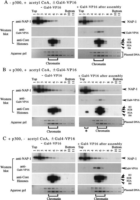 P300 Mediated Acetylation Facilitates The Transfer Of Histone H2ah2b