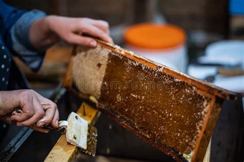 Beekeeper Uncapping Honey Cells On The Frames With A Uncapping Comb