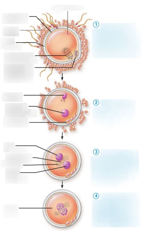 What Happens During Fertilization Quizlet At Tarah Gordon Blog