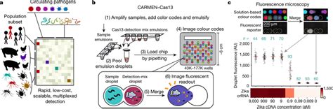 Carmen Cas13 Achieves Attomolar Sensitivity A Identification Of