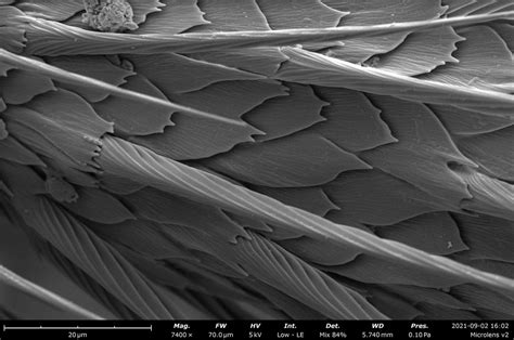 Common Hoverfly Parasitoid Wasp Sem 200 8000x False Color R