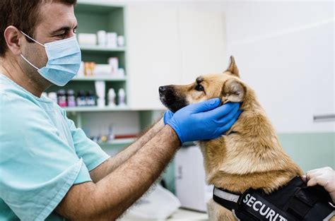Cómo Consiguen Los Perros Detectar El Covid 19