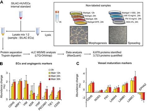 Silac Based Proteomics Of Human Primary Endothelial Cell Morphogenesis
