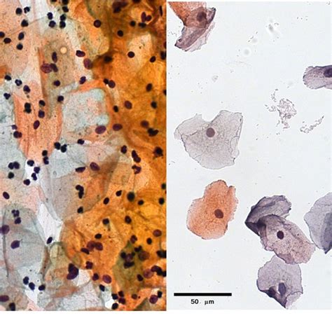 Cric Database Workflow A Latest Protocols For Taxonomy B