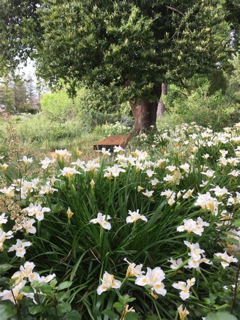 Canyon Snow Pacific Iris Uc Davis Arboretum And Public Garden