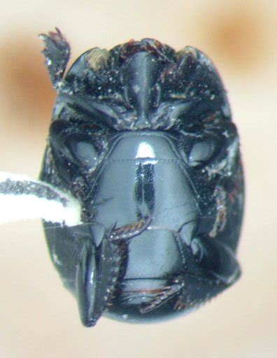 Atholus Perplexus Bugguidenet