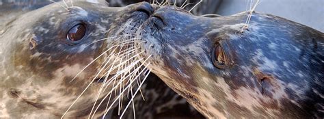 All About The Harbor Seal Reproduction United Parks And Resorts
