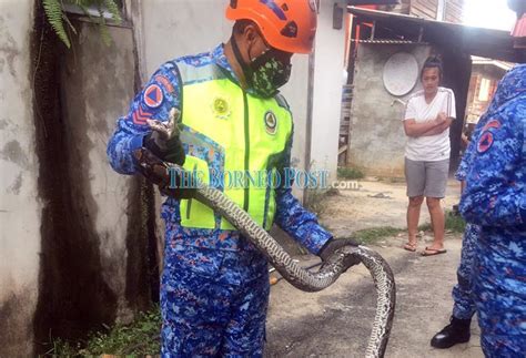 APM Personnel Catch Four Metre Python At House In Miri Borneo Post Online