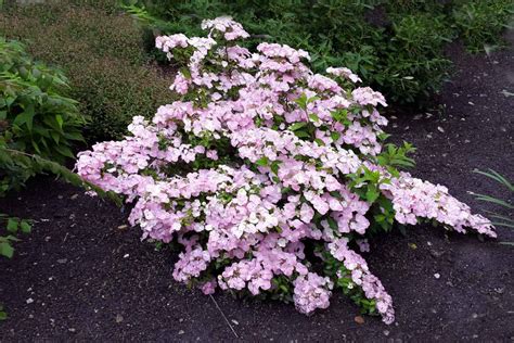 Hydrangea Trees Varieties
