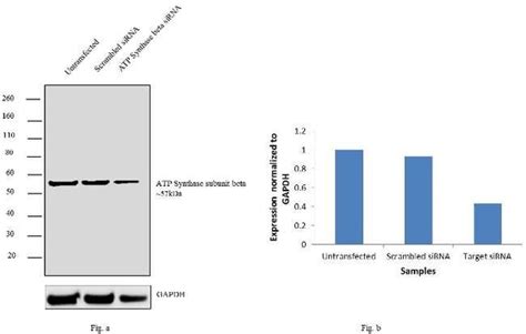 Atp Synthase Beta Monoclonal Antibody 3d5ab1 Invitrogen 100 μg