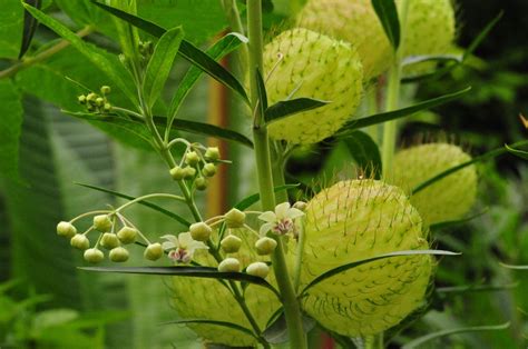 Worcester College Gardeners 2009 2018 Gomphocarpus Physocarpus