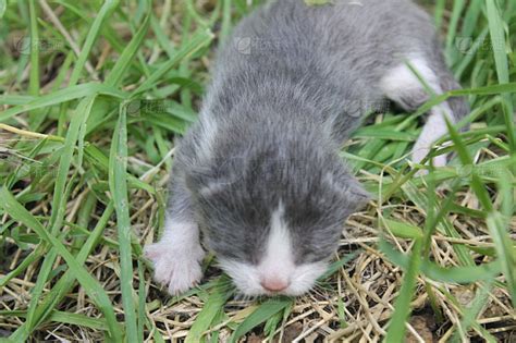 灰色的刚出生的小猫