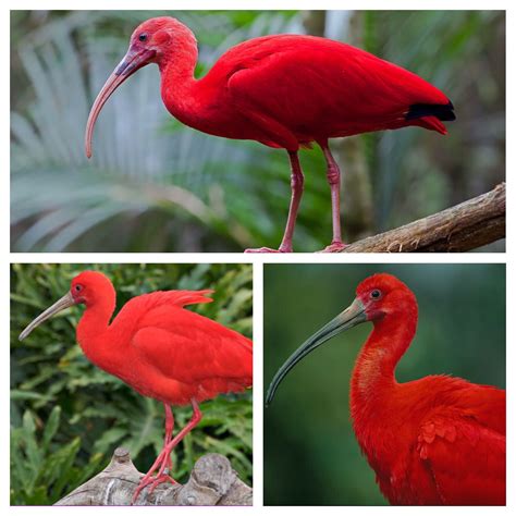 What Are The Types Of Ibis 29 Types Of Ibis By Avibirds Yqegz
