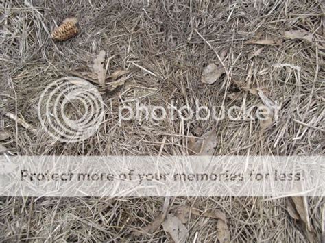 A Little More About Switchgrass Page 10 Michigan Sportsman Forum