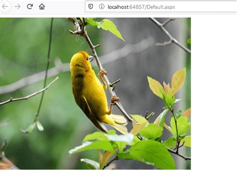 How To Upload Image And Display In Image Control In ASP NET