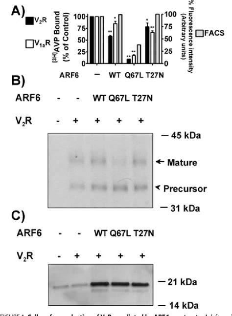 Figure 1 From A Role For Adp Ribosylation Factor 6 In The Processing Of