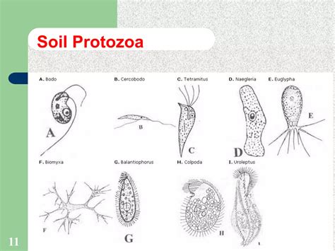 Protozoans For Class Modified Ppt Free Download