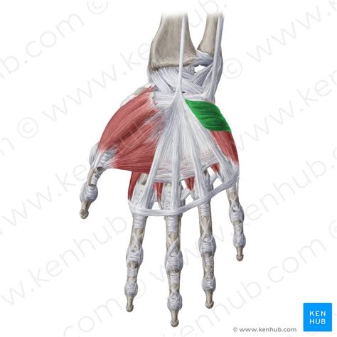 Palmaris Brevis