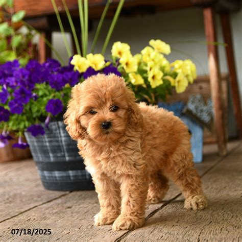 Melody Cockapoo Puppy For Sale In Glenmoore Pa Lancaster Puppies