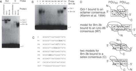 Dna Binding Specificity Of Brn 3b A Comparison Of The Binding Of