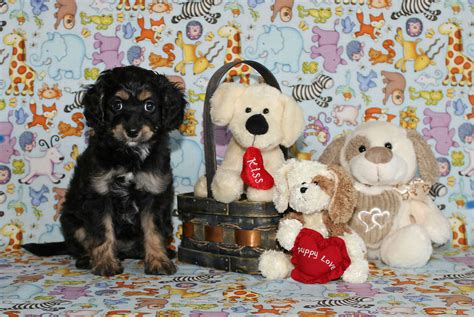 Cavapoo Colours Pleasantmeadows