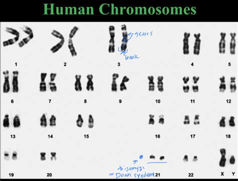 Ch 7 Genetics Flashcards Quizlet Ch 7 Genetics Flashcards Quizlet