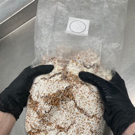 How To Use Your All In One Mushroom Growing Kit Spore Supplies