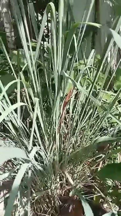Halamang Gamot Lemon Grass Subscribe Shorts Viral Trending Shortvideo Shortsvideo Youtube