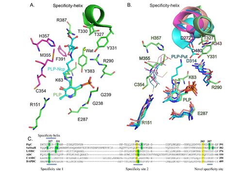 Specificity Determinants Of Representative Plp Dependent Enzymes From