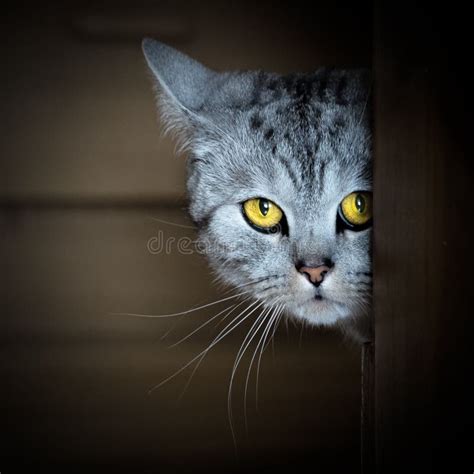 Grey Tabby In Shadows Stock Image Image Of Eyes Gaze 359683819