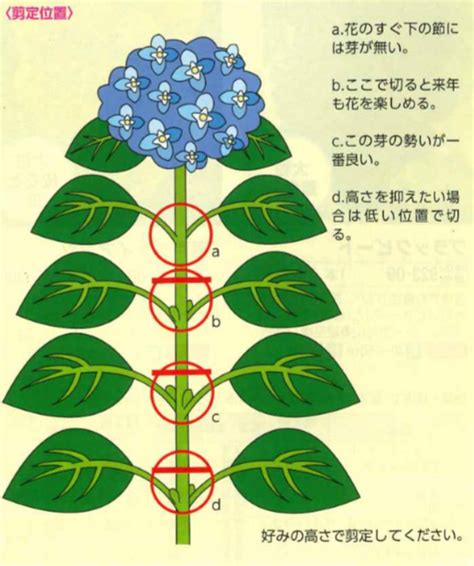 大和農園オンラインショップ