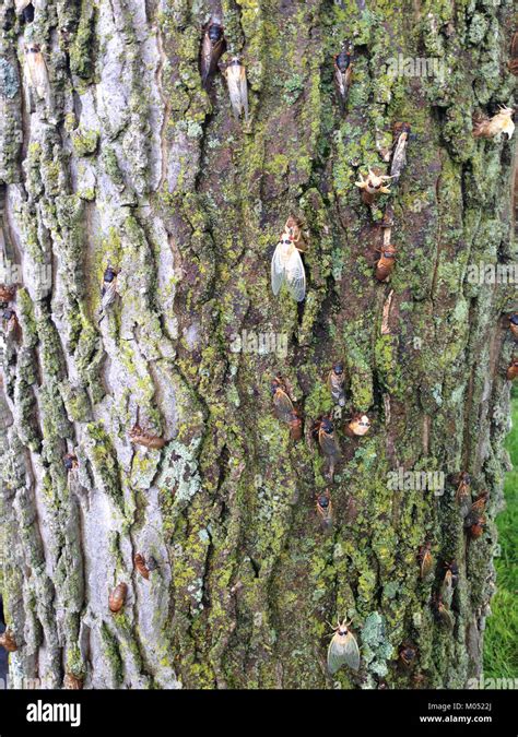 Brood V 17 Year Magicicada Periodical Cicadas 26563367463 Stock Photo Alamy