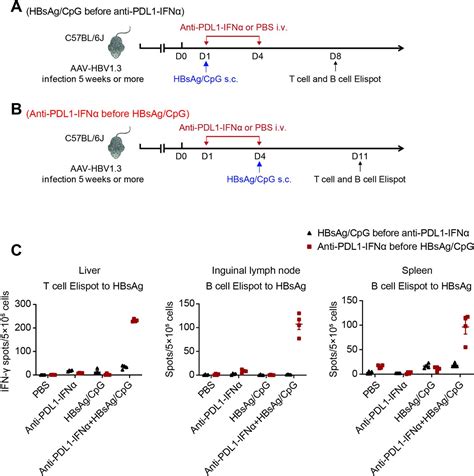 Engineered Anti Pdl1 With Ifnα Targets Both Immunoinhibitory And
