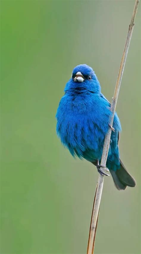 Indigo Bunting Fun Facts Diet Size And Images Complete Guide