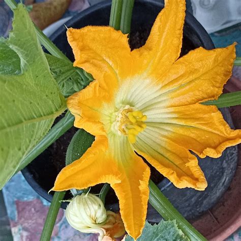 Nell Van Dijk Van Hout Youtube