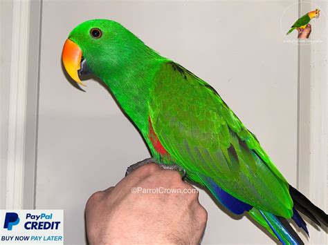 Red Sided Eclectus Parrot For Sale