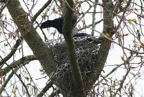 Carrion Crows Corvus Corone On Their Nest Partly Made Of Anti Bird