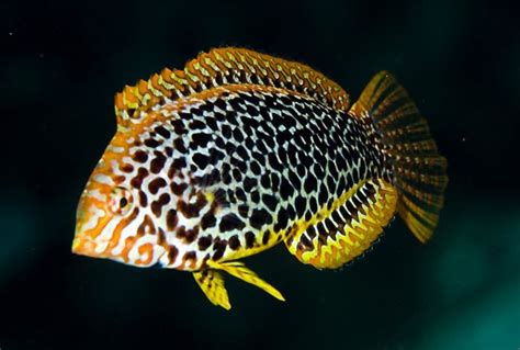 Leopard Wrasse Macropharyngodon Meleagris Saltwater Fish For Sale